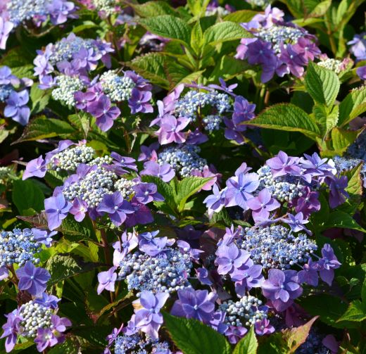 Safiirihortensia Flair Flavours BLACKBERRY PIE Turku Viherlassila