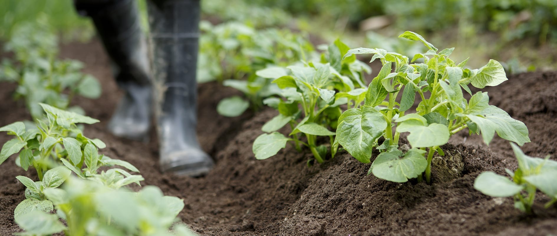Siemenperunat ja istukassipulit | Turku | Viherlassila